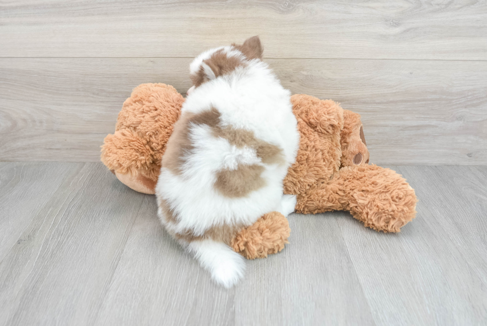 Little Pomsky Ava: 5lb 10oz Designer Puppy