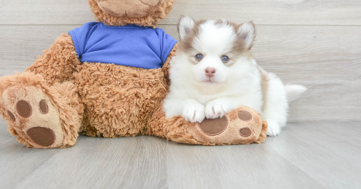 Little Pomsky Ava: 5lb 10oz Designer Puppy