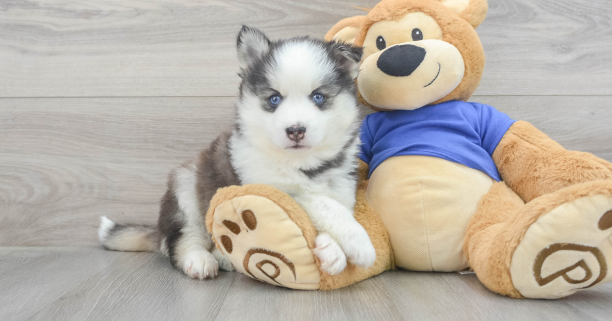 Funny Pomsky Azure: 9lb 12oz Designer Puppy