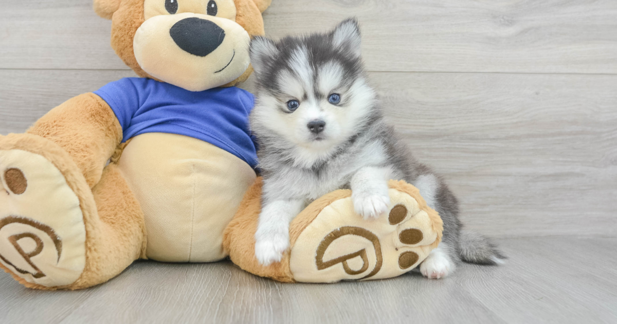 Petite Pomsky Jackie: 3lb 6oz Designer Puppy