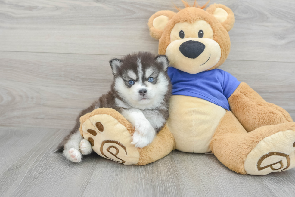Popular Pomsky Jett: 6lb 1oz Designer Puppy