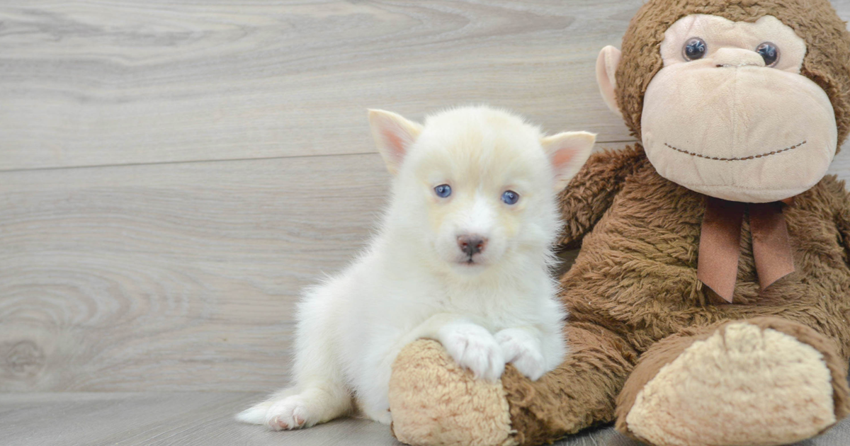 Happy Pomsky Judith: 3lb 12oz Designer Puppy