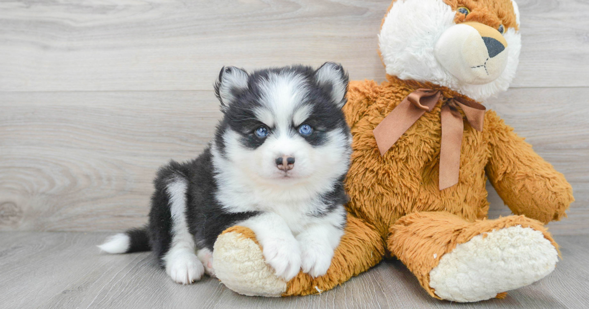Energetic Pomsky Landshark: 4lb 15oz Designer Puppy