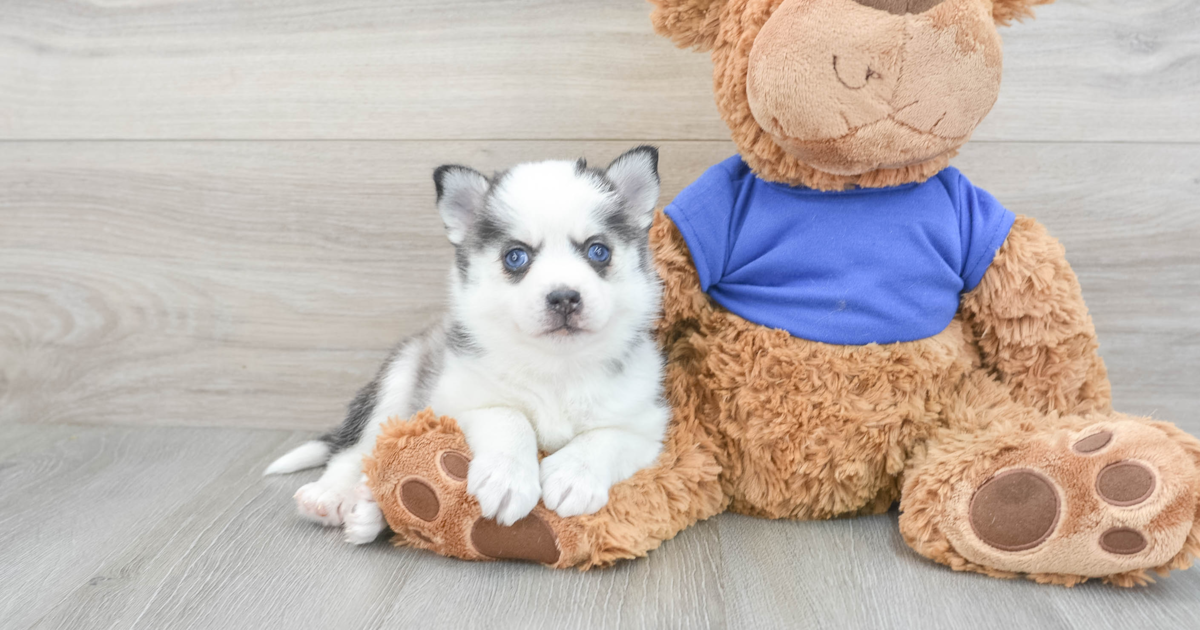 Happy Pomsky Meg: 6lb 15oz Designer Puppy