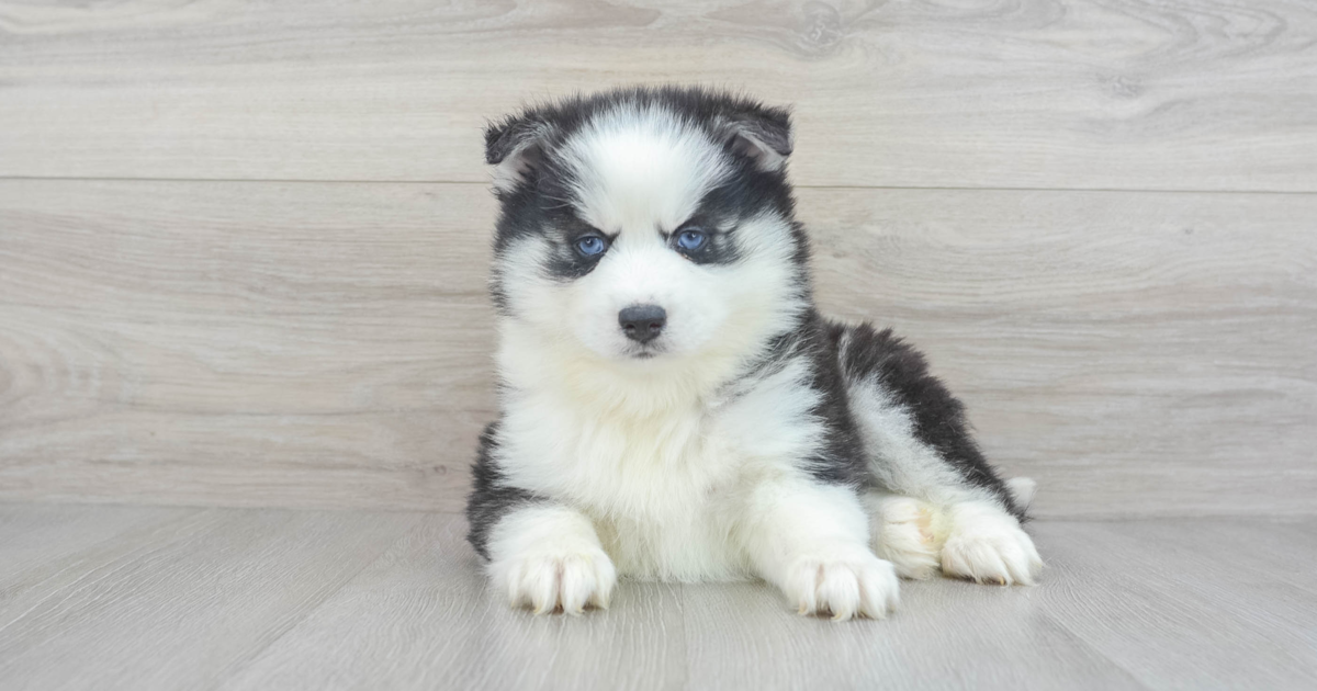 Little Pomsky Midnight: 8lb 8oz Designer Puppy