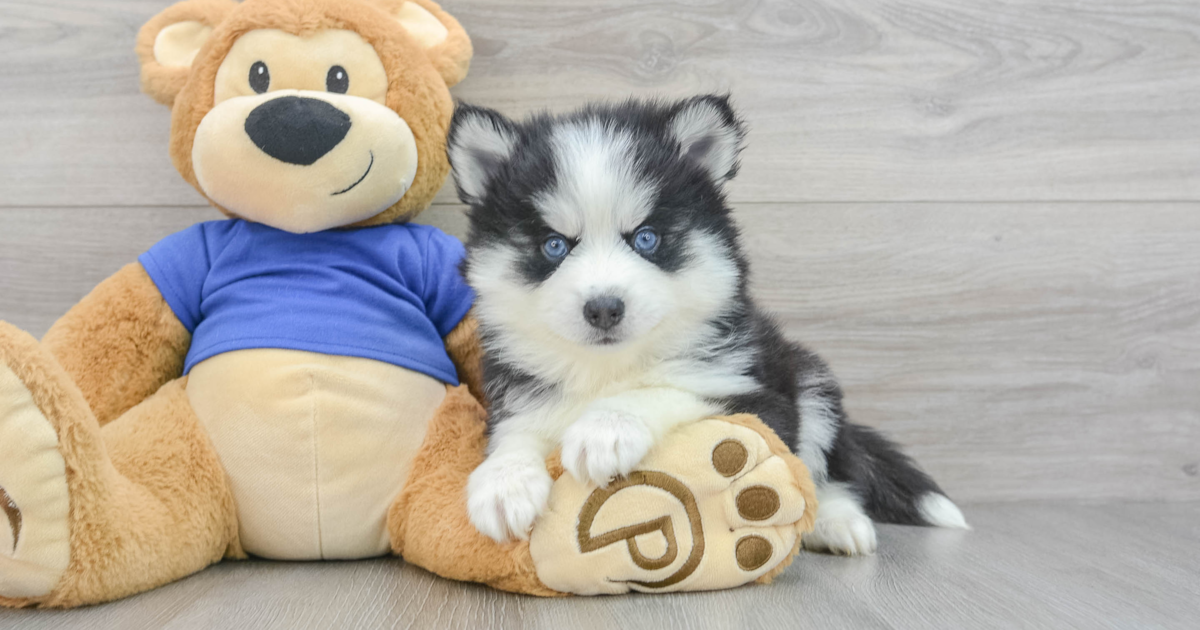 Energetic Pomsky Morocco: 6lb 8oz Designer Puppy
