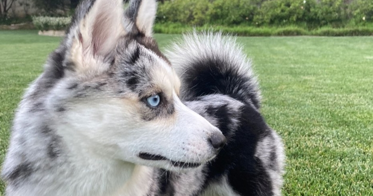 Pomsky Pictures and Full Description - Premier Pups