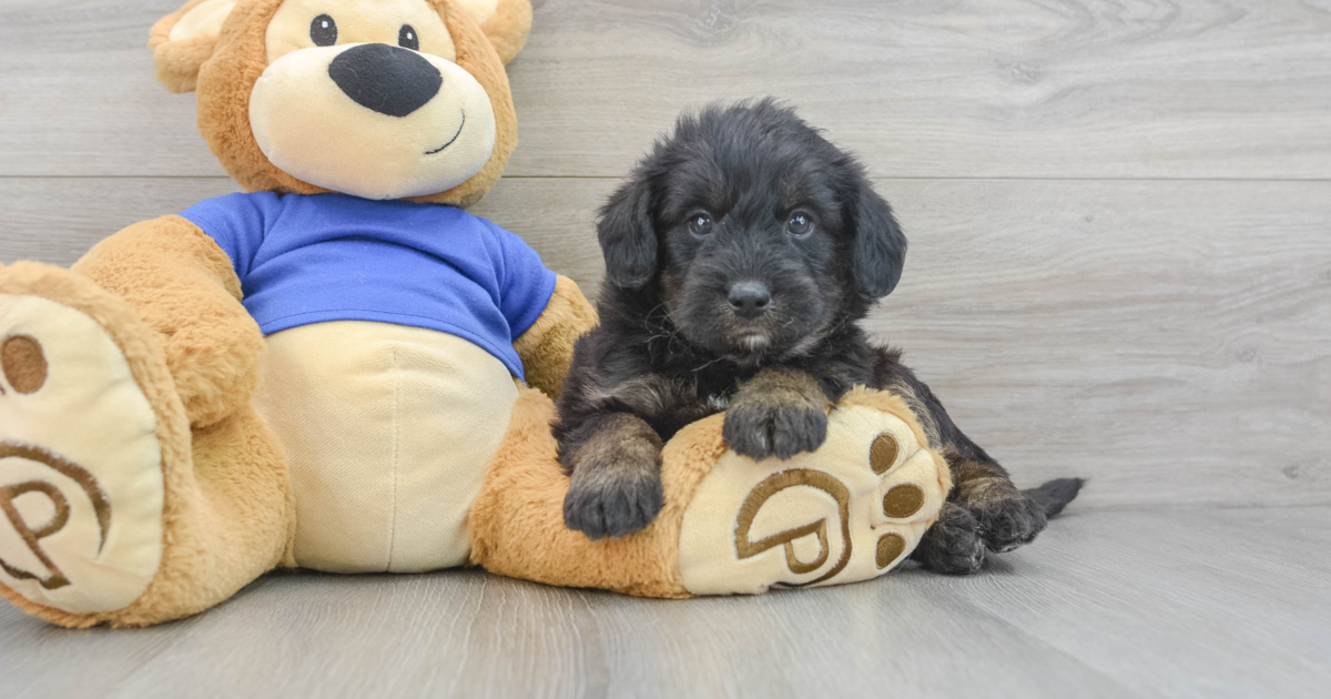 Smart Mini Pomskydoodle Tava: 7lb 11oz Doodle Puppy