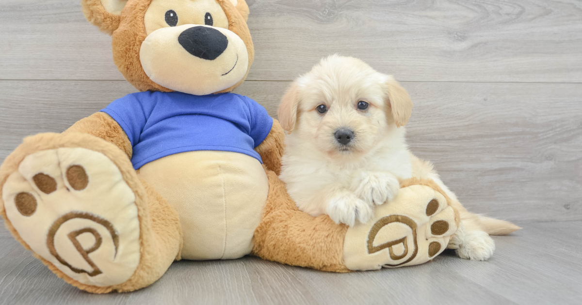 Cute Mini Pomskydoodle Tyler: 9lb 3oz Doodle Puppy