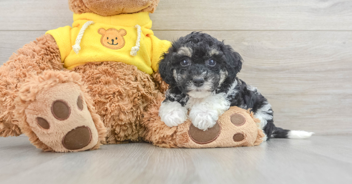 Hypoallergenic Poochon Angelina: 3lb 1oz Doodle Puppy