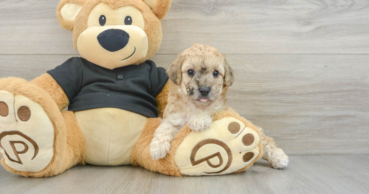 Popular Poochon Buzz: 4lb 6oz Doodle Puppy