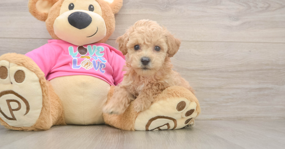 Playful Poochon Flynn: 3lb 9oz Doodle Puppy