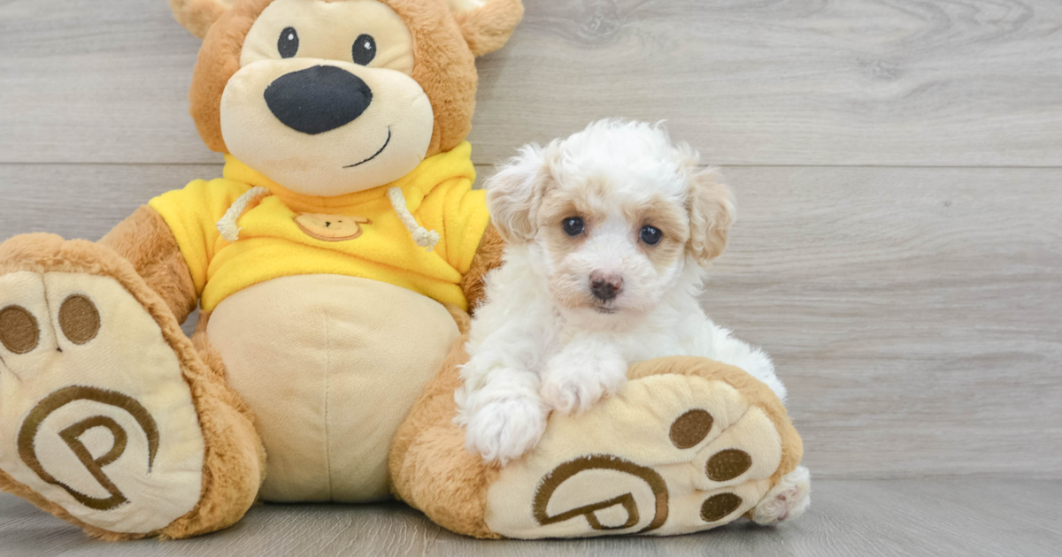 Fluffy Poochon Funyun: 3lb 3oz Doodle Puppy