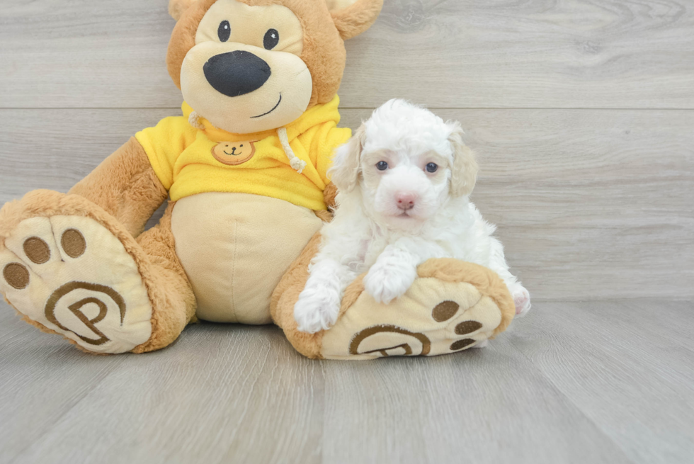 Funny Poochon Ingrid: 3lb 12oz Doodle Puppy