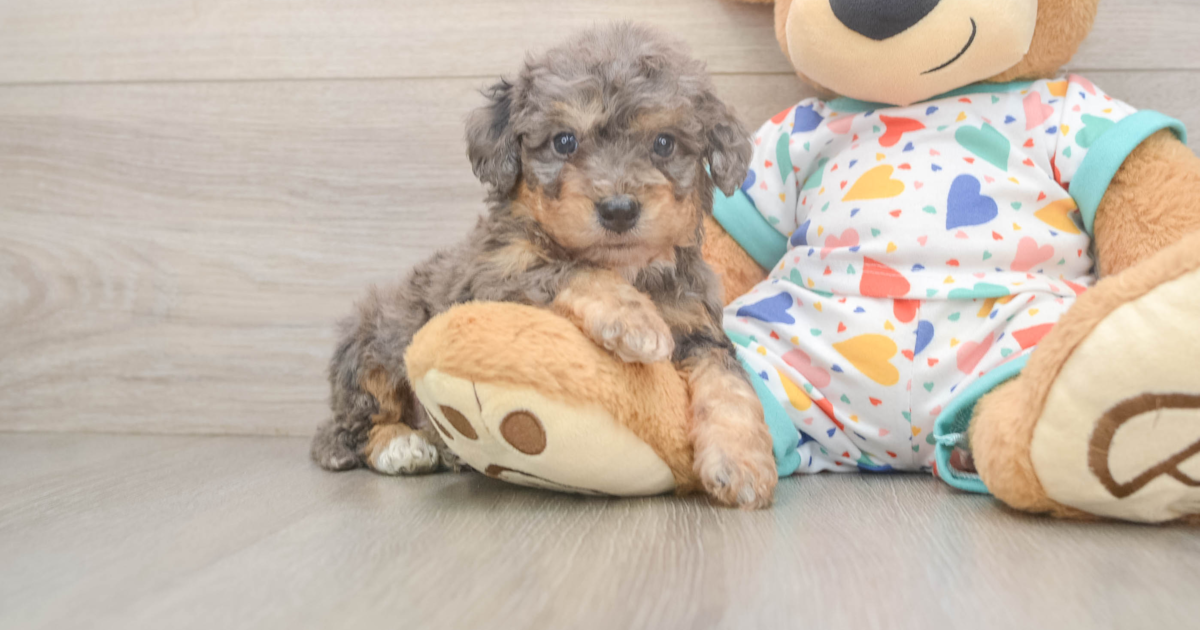 Playful Poochon Leonardo: 4lb 15oz Doodle Puppy