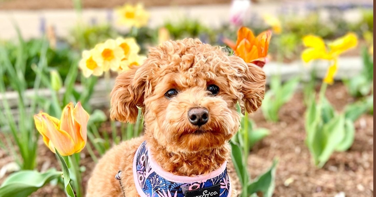 Poochon Puppies for Sale
