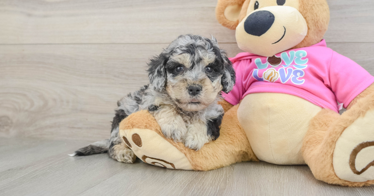 Petite Poochon Pikachu: 4lb 9oz Doodle Puppy