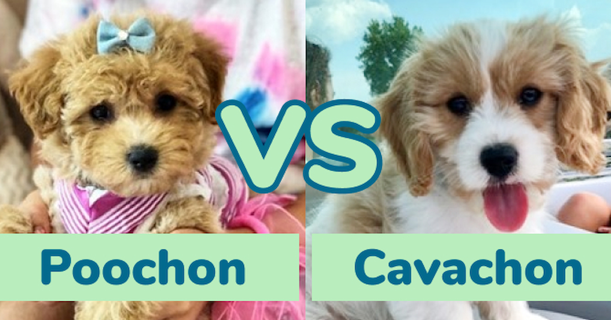 Poochon vs Cavachon: Breed Comparison - Premier Pups - Premier Pups