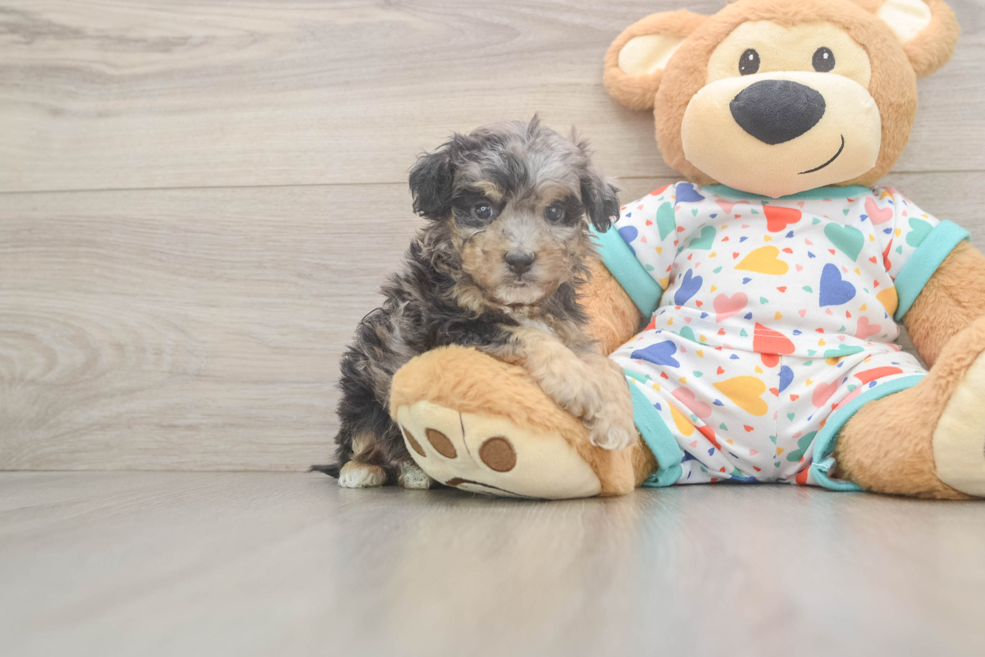 Adorable Poochon Zach: 3lb 7oz Doodle Puppy