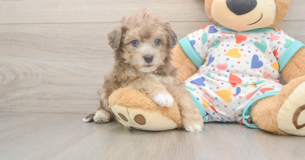 Adorable Poochon Zero: 3lb 9oz Doodle Puppy