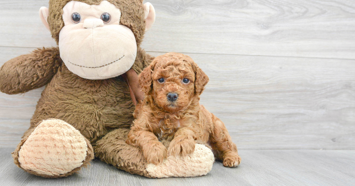Hypoallergenic Poodle Adobe: 4lb 1oz Purebred Puppy