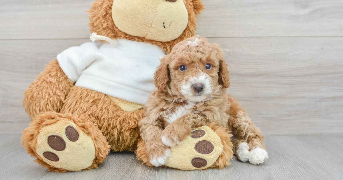 Cute Poodle Adobe: 4lb 5oz Purebred Puppy