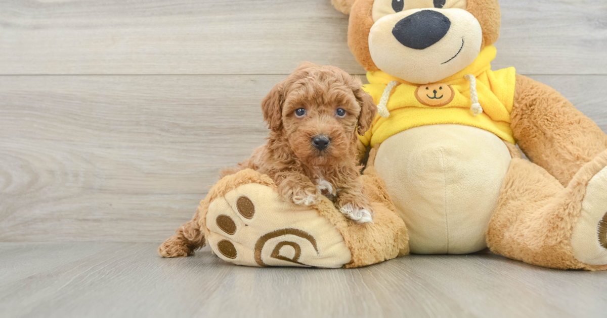 Smart Poodle Adobe: 2lb 15oz Purebred Puppy