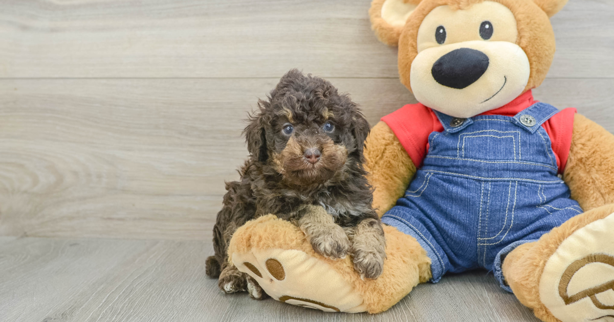 Adorable Poodle Adobe: 3lb 10oz Purebred Puppy