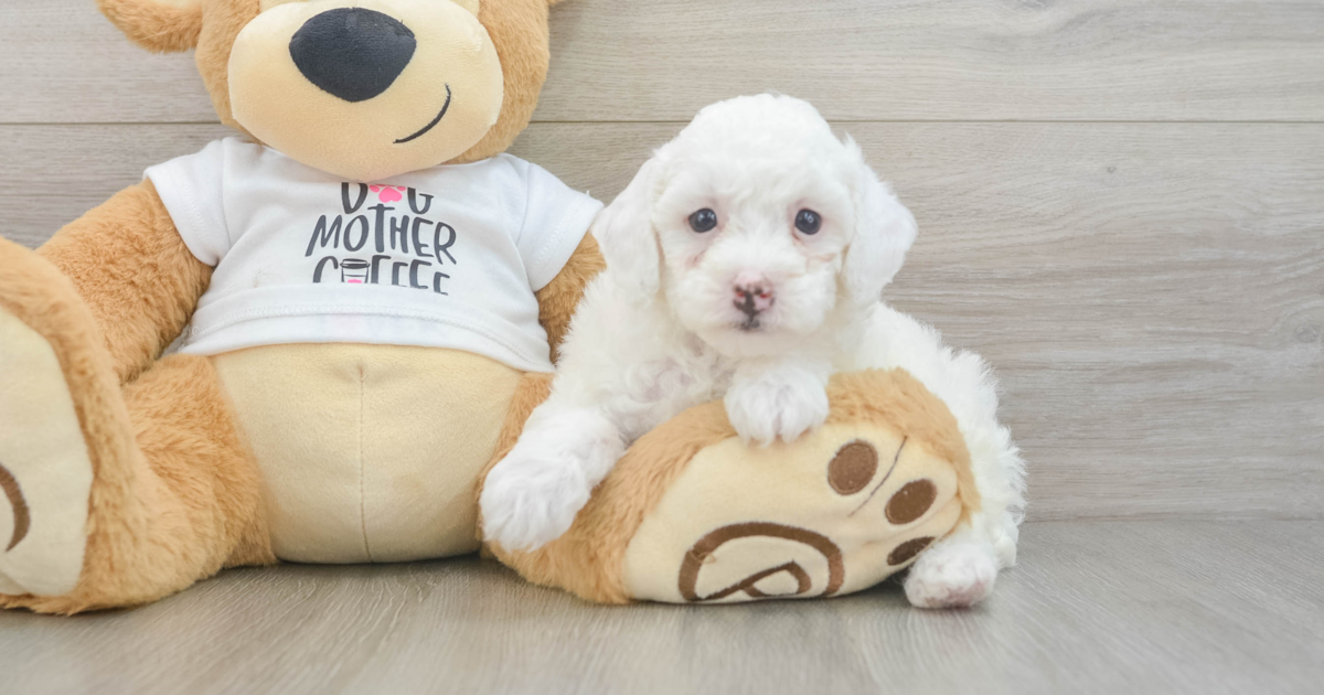 Cute Poodle Angel: 3lb 10oz Purebred Puppy