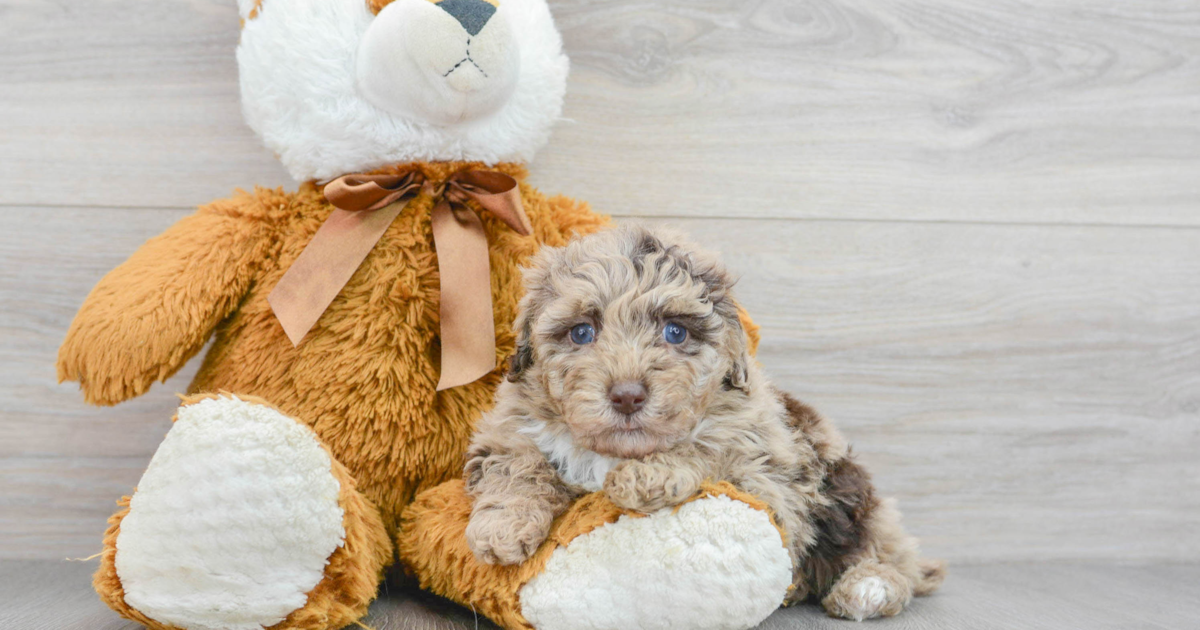 Akc Registered Poodle Ava: 3lb 10oz Purebred Puppy