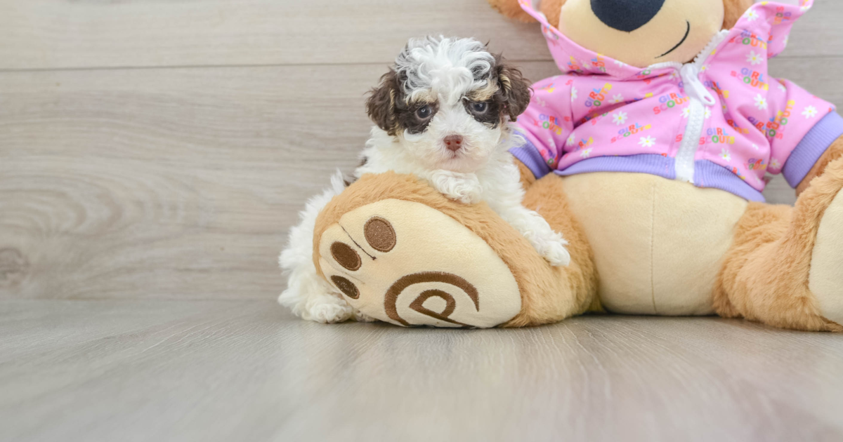 Cute Poodle Barley: 1lb 10oz Purebred Puppy