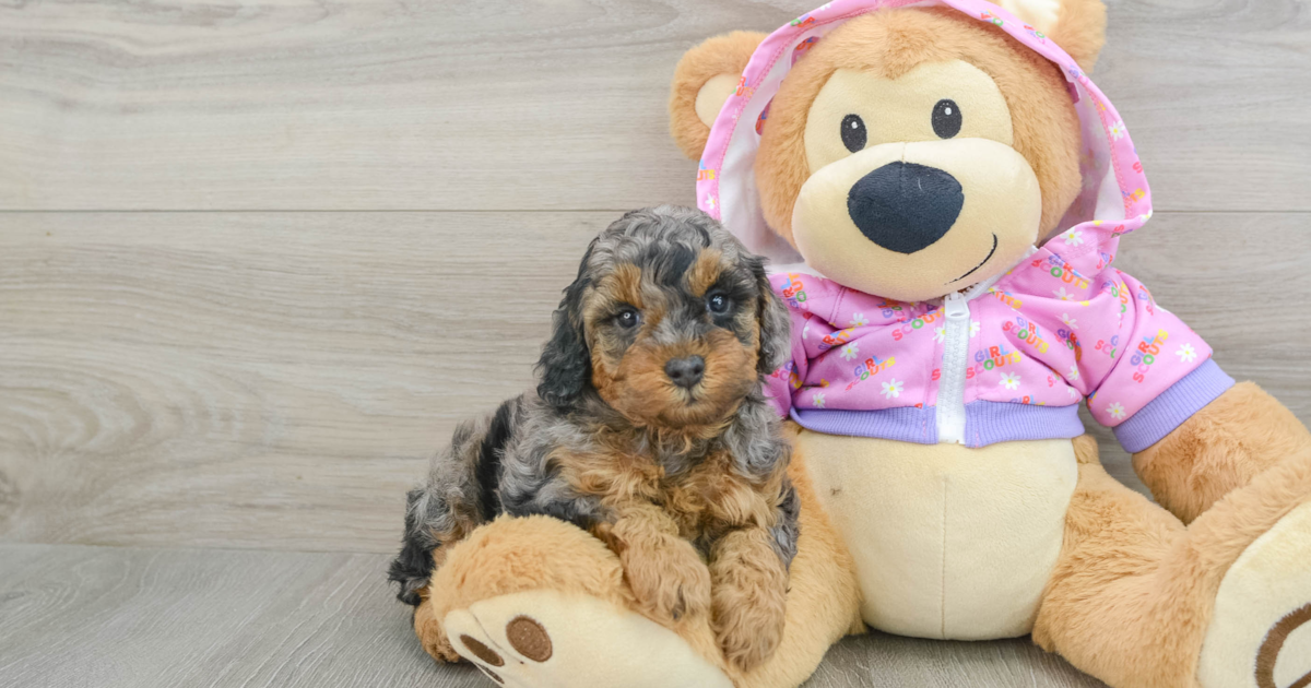 Adorable Poodle Bessie: 4lb 10oz Purebred Puppy