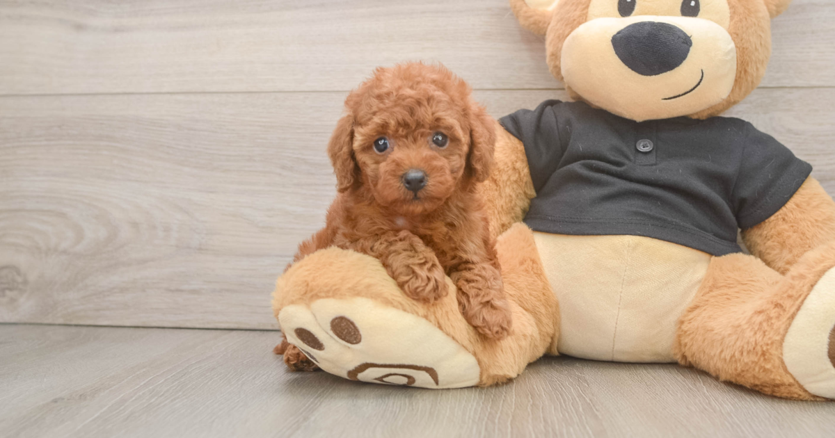 Playful Poodle Candy: 2lb 5oz Purebred Puppy