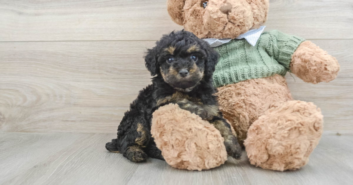 Popular Poodle Caramel: 3lb 7oz Purebred Puppy