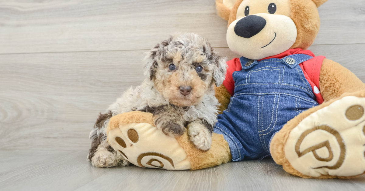 Happy Poodle Caramel: 4lb 14oz Purebred Puppy