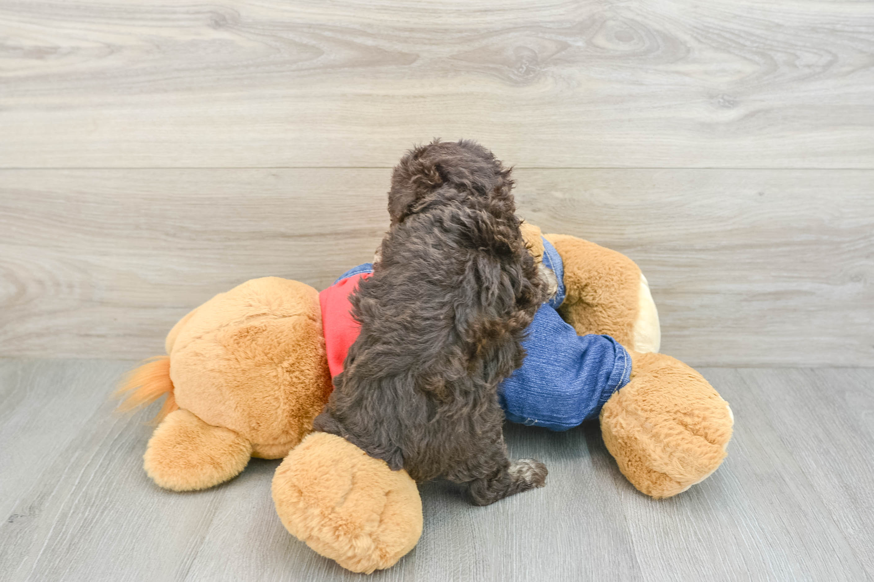 Cute Poodle Caramel: 3lb 3oz Purebred Puppy
