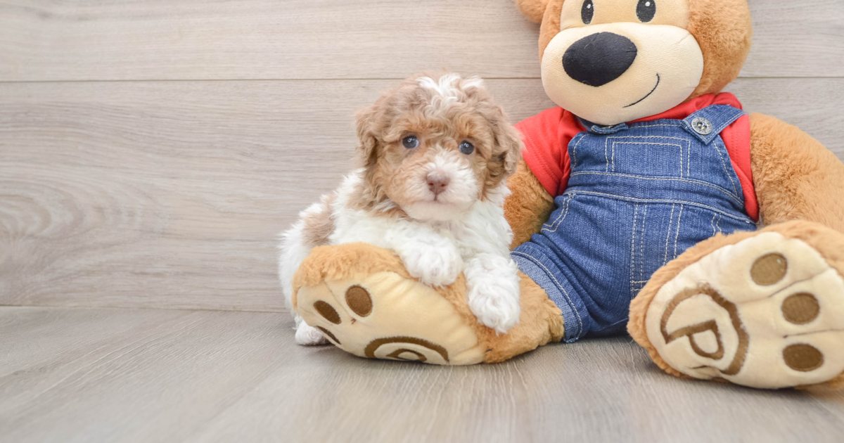 Small Poodle Caramel: 4lb 6oz Purebred Puppy