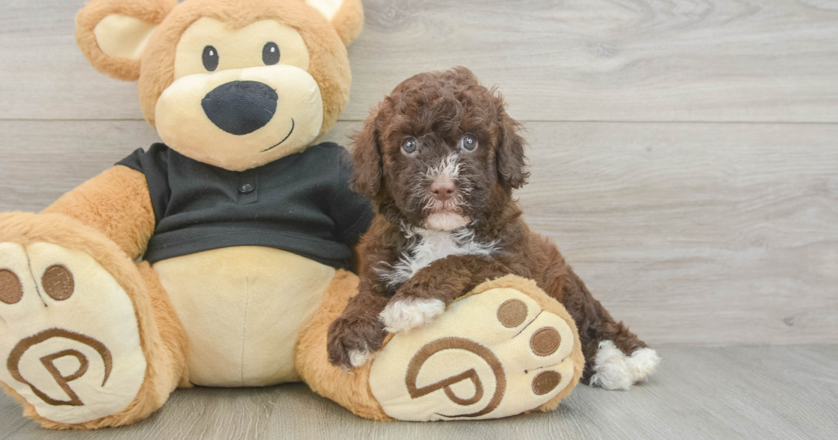 Small Poodle Caspian: 5lb 7oz Purebred Puppy