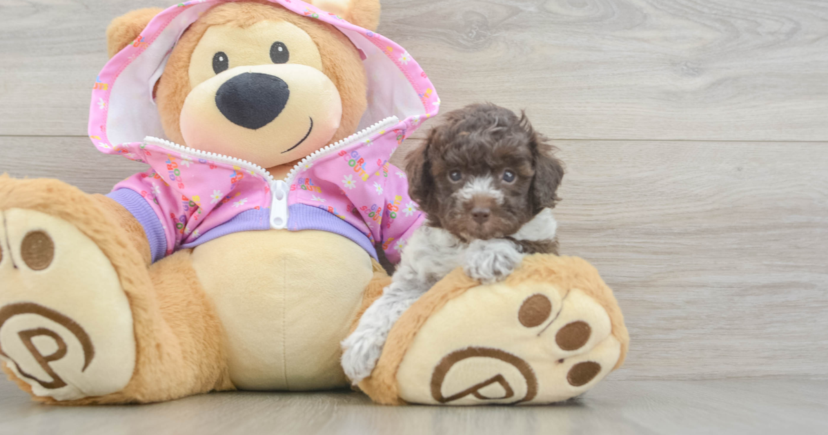 Small Poodle Caspian: 1lb 12oz Purebred Puppy