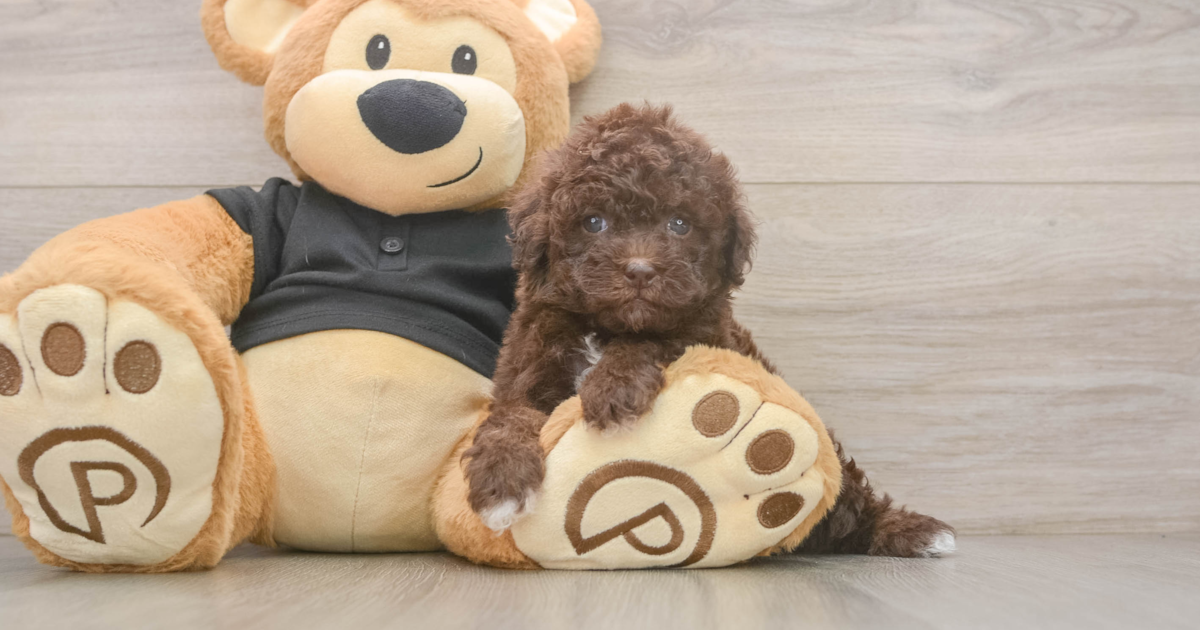 Petite Poodle Dandelion: 3lb 11oz Purebred Puppy