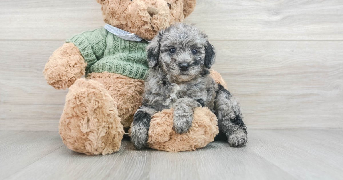 Sweet Poodle Divine: 5lb 5oz Purebred Puppy