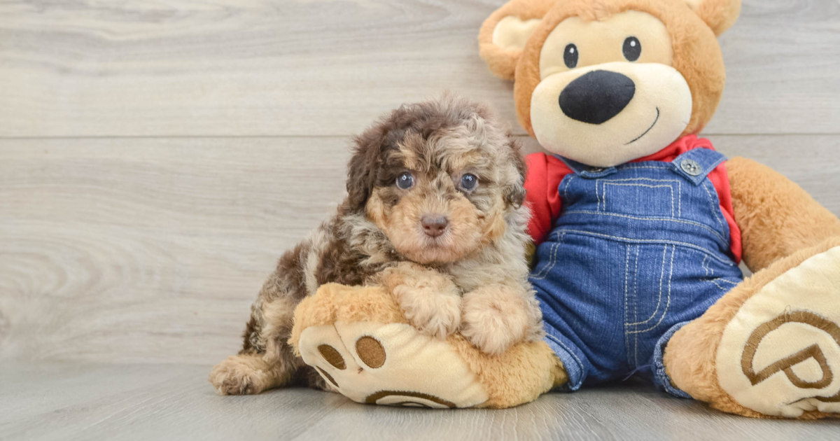 Happy Poodle Galaway: 4lb 9oz Purebred Puppy