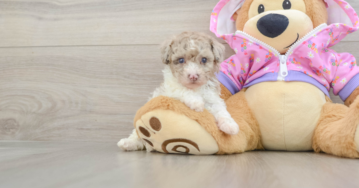 Akc Registered Poodle Galaway: 1lb 8oz Purebred Puppy