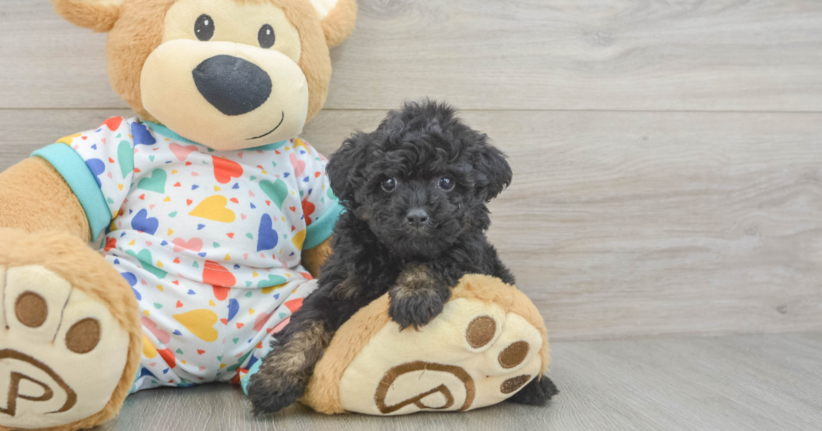 Cute Poodle Gidget: 2lb 15oz Purebred Puppy