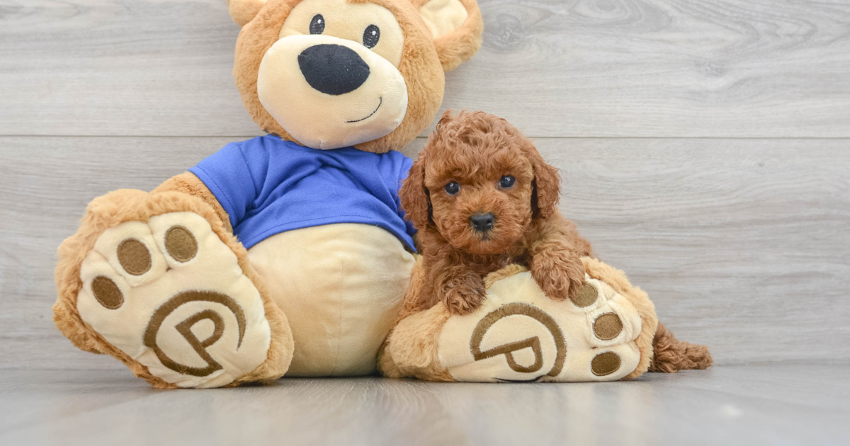Adorable Poodle Ginger: 3lb 6oz Purebred Puppy