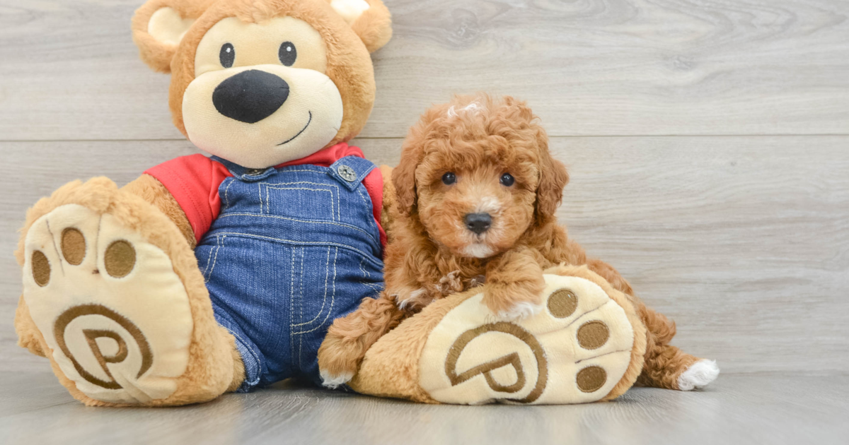 Petite Poodle Ginger: 3lb 12oz Purebred Puppy