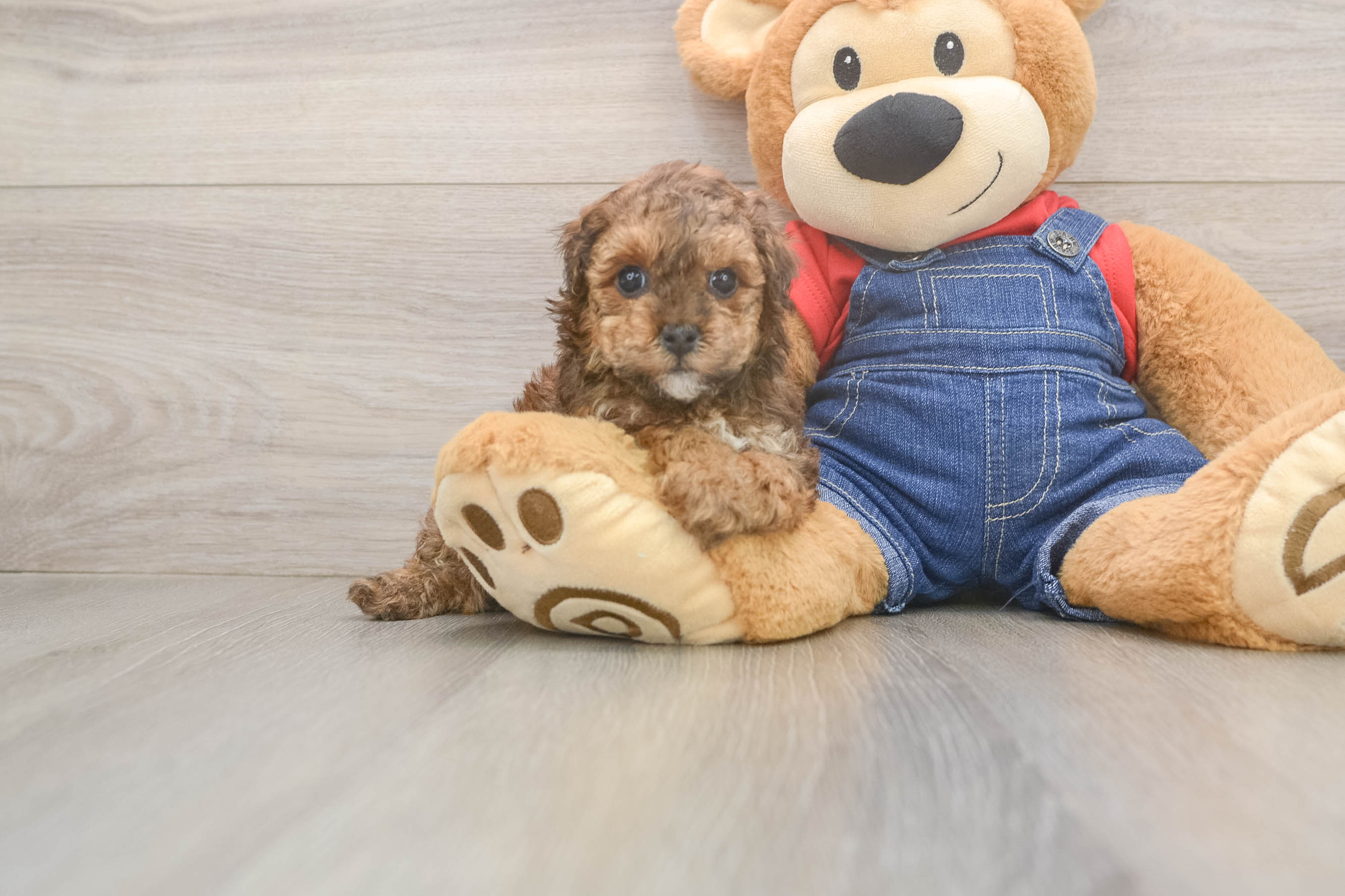 Adorable Poodle Ginger: 2lb 9oz Purebred Puppy