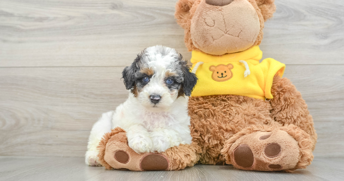 Happy Poodle Gloriana: 4lb 7oz Purebred Puppy