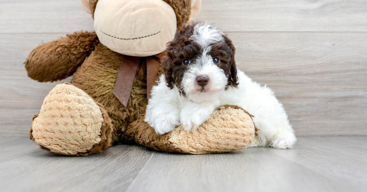 Akc Registered Poodle Hydrangea: 2lb 15oz Purebred Puppy