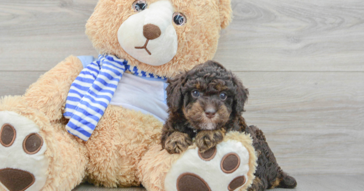 Happy Poodle Invictus: 4lb 7oz Purebred Puppy